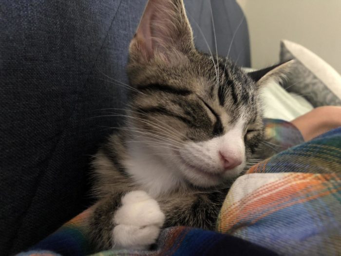 A fluffy click | Cute cats HQ - Pictures of cute cats and kittens Free ...