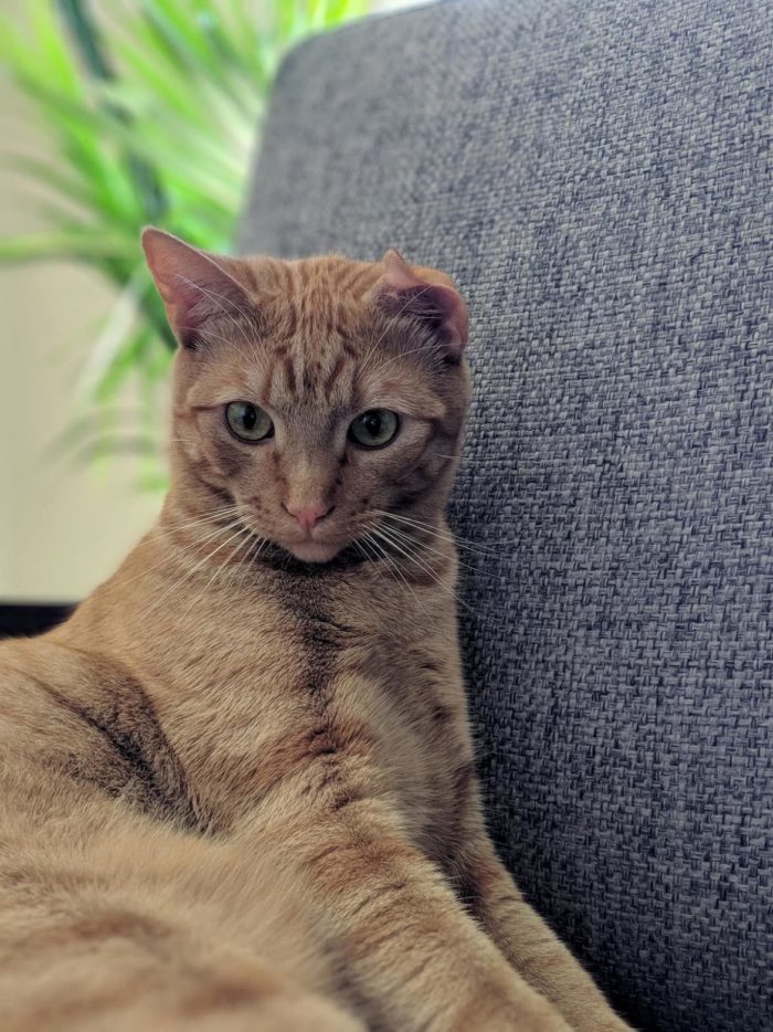 Muppet cat | Cute cats HQ - Pictures of cute cats and kittens Free ...