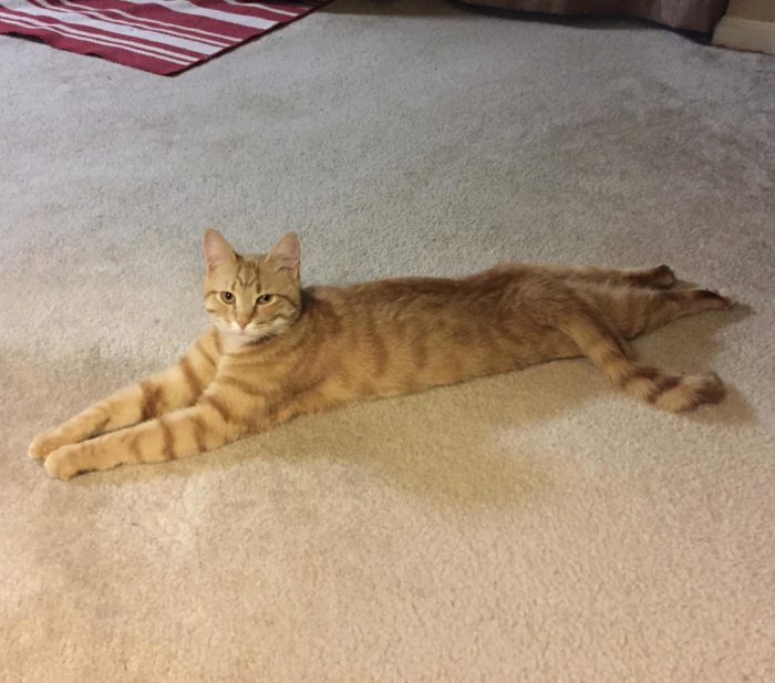 Sleepy calico | Cute cats HQ - Pictures of cute cats and kittens Free ...