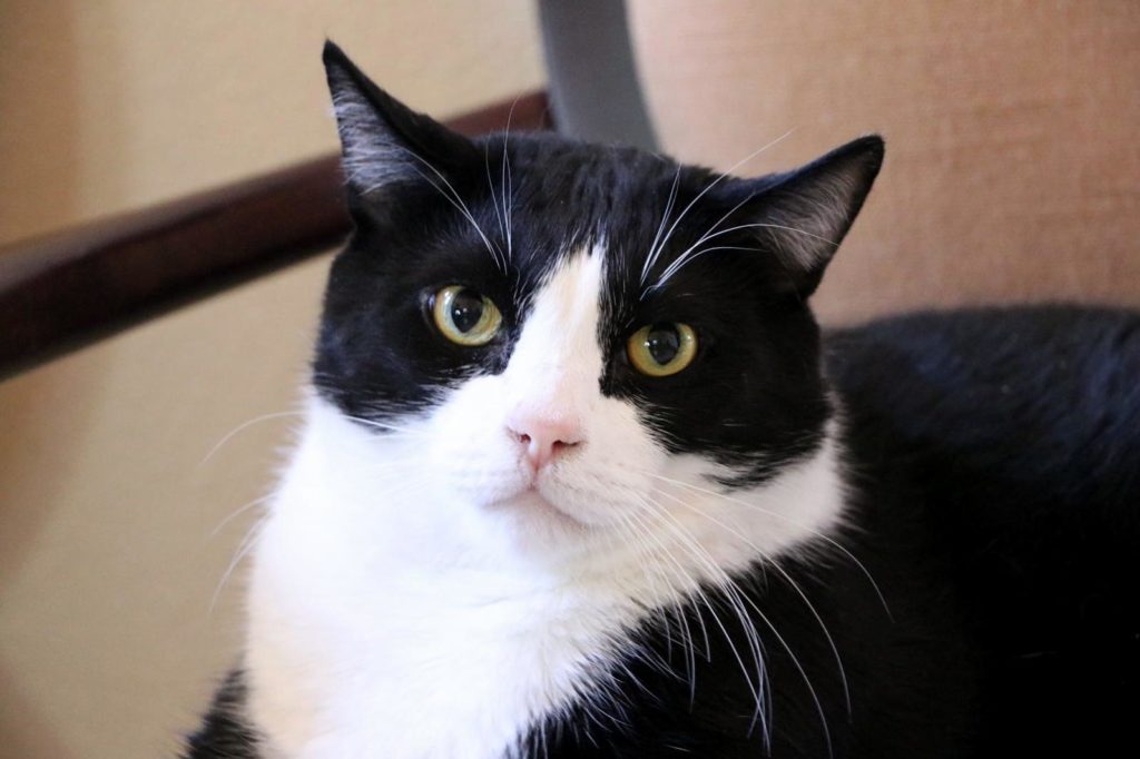 My Beautiful 12 Year Old | Cute cats HQ - Pictures of cute cats and ...