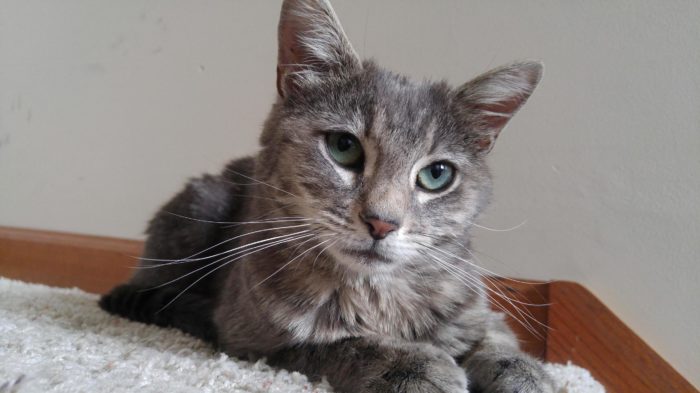 Dustin the business cat | Cute cats HQ - Pictures of cute cats and ...