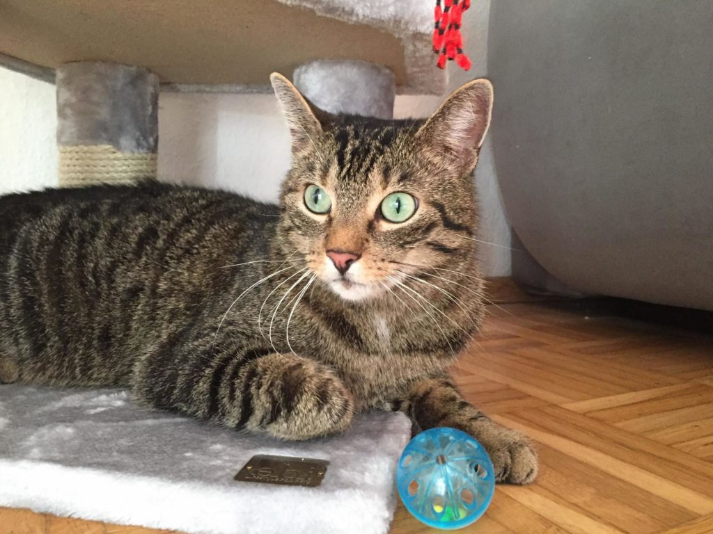 Meet Wumpet | Cute cats HQ - Pictures of cute cats and kittens Free ...