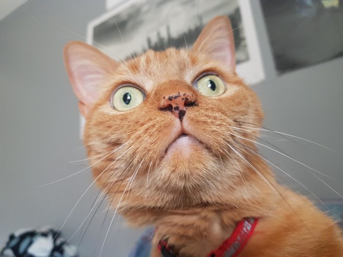 Is this normal it doesnt look normal. shes purring like crazy. i feel ...