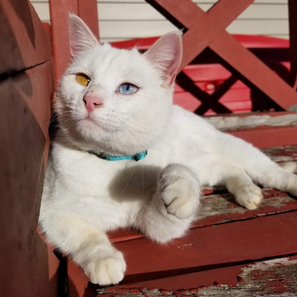 cat problems | Cute cats HQ - Pictures of cute cats and kittens Free ...