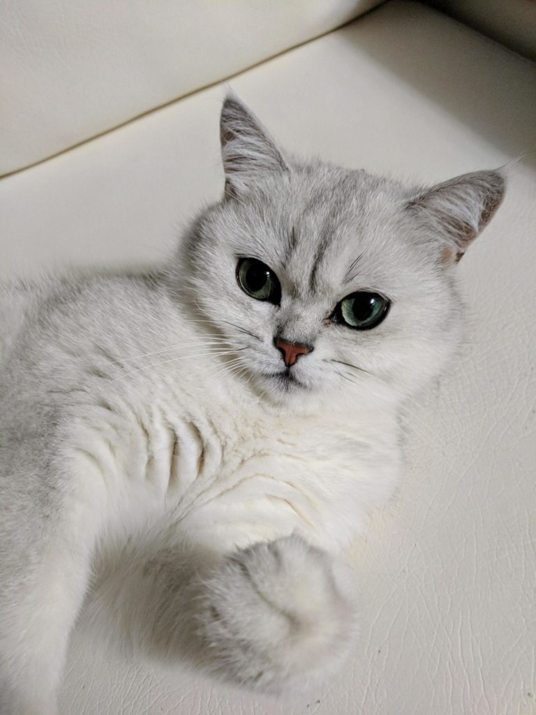 Jimothy looking dapper. | Cute cats HQ - Pictures of cute cats and ...