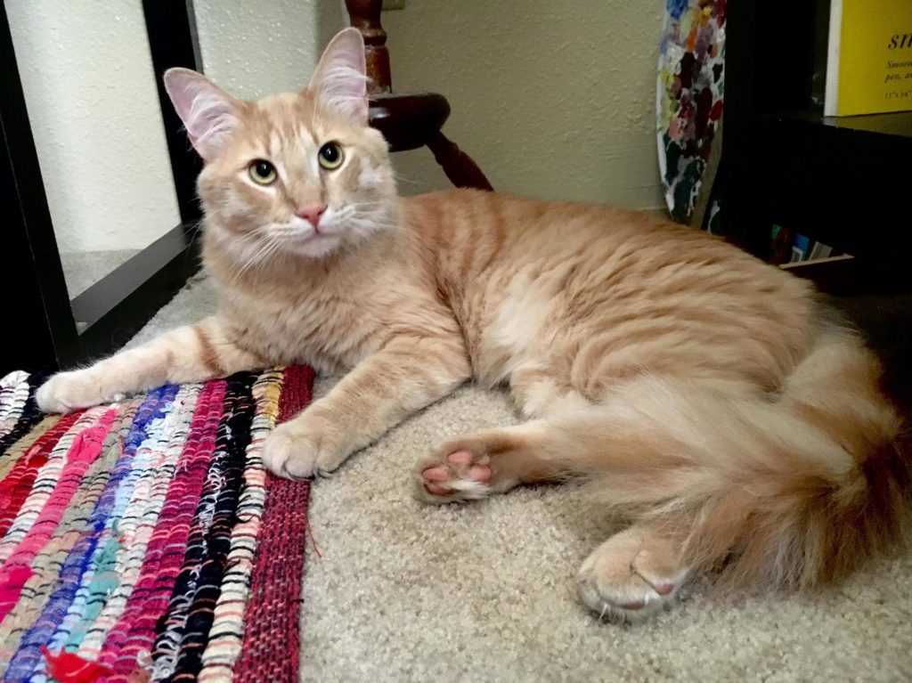 grumpy cat s mom | Cute cats HQ - Pictures of cute cats and kittens ...