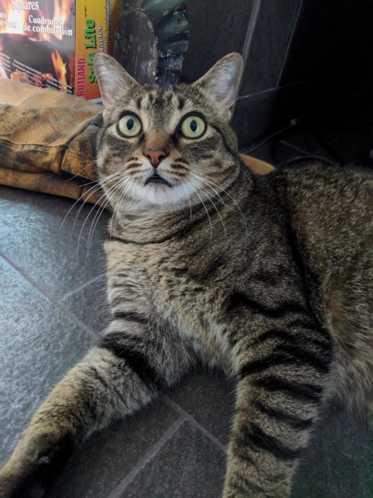 Oh My GOD, Becky | Cute cats HQ - Pictures of cute cats and kittens ...