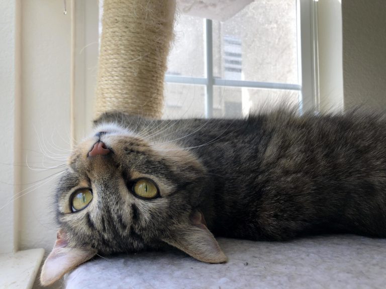 Cheech looking dapper | Cute cats HQ - Pictures of cute cats and ...