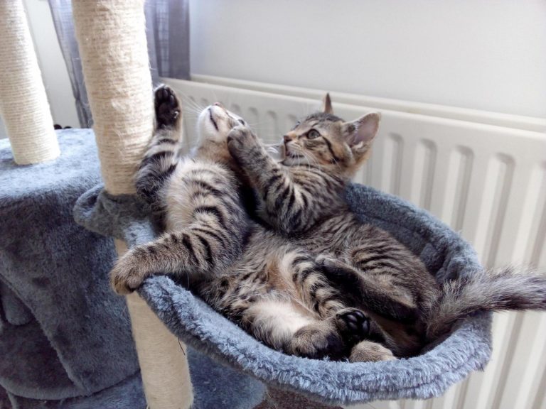 Quite relaxed | Cute cats HQ - Pictures of cute cats and kittens Free ...