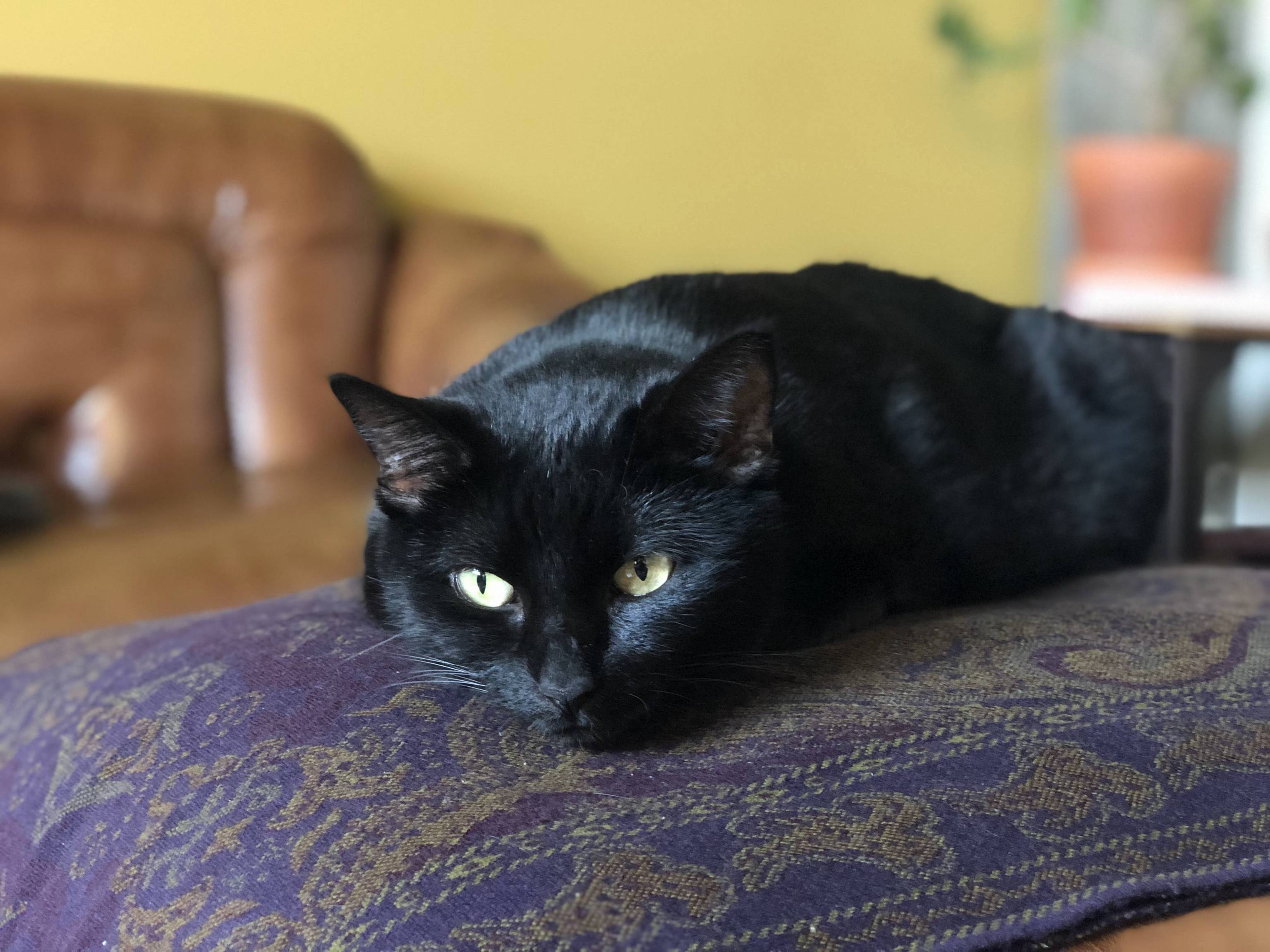 My cutty Cat | Cute cats HQ - Pictures of cute cats and kittens Free ...