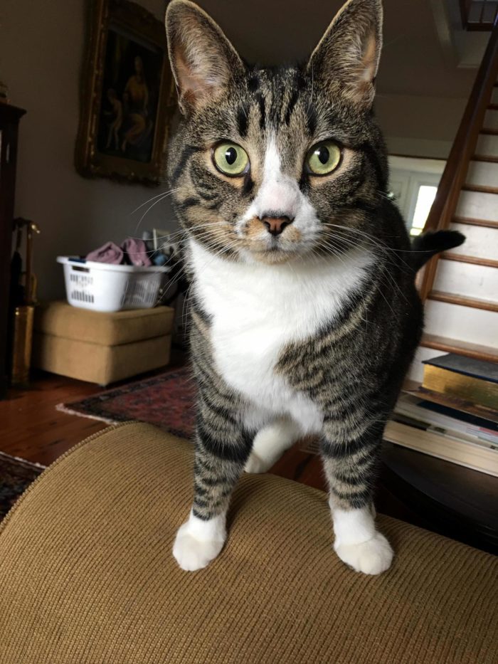 Rip Tommy | Cute cats HQ - Pictures of cute cats and kittens Free ...