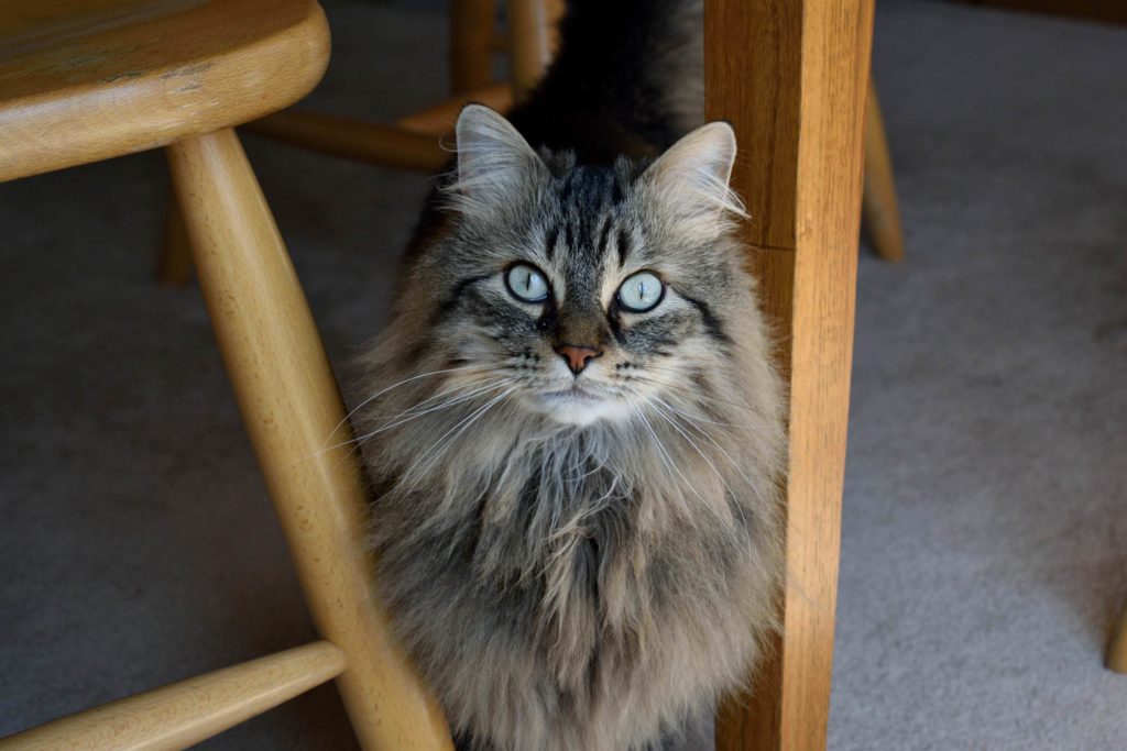 Kitten loaf on glass | Cute cats HQ - Pictures of cute cats and kittens ...