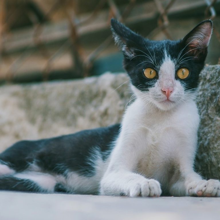 Chester Loving The Pets | Cute cats HQ - Pictures of cute cats and ...