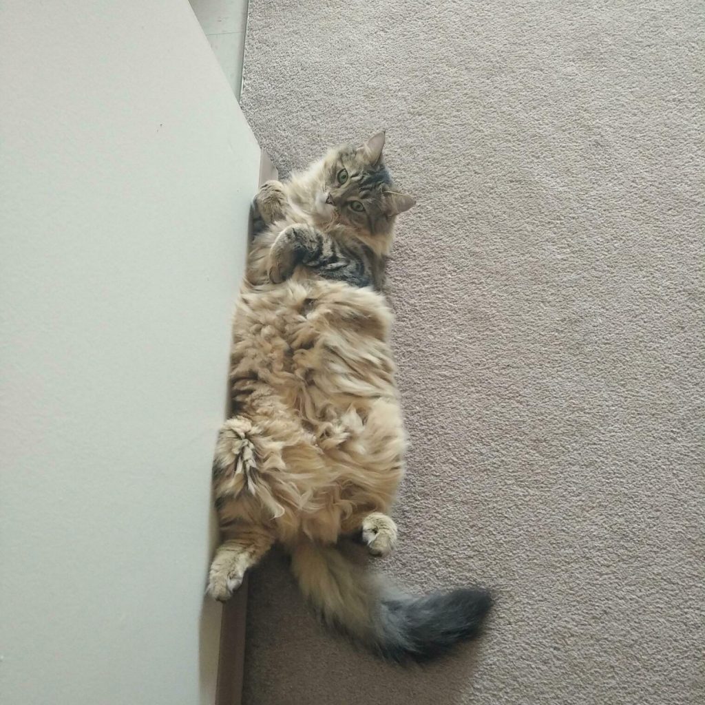 Hiiiii My Name Is Ruth | Cute cats HQ - Pictures of cute cats and ...