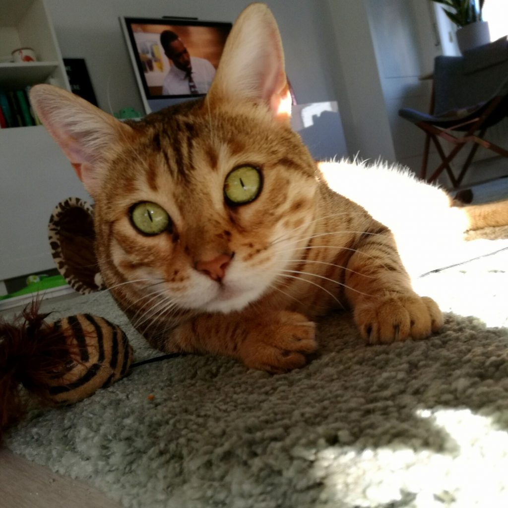 meow | Cute cats HQ - Pictures of cute cats and kittens Free pictures ...