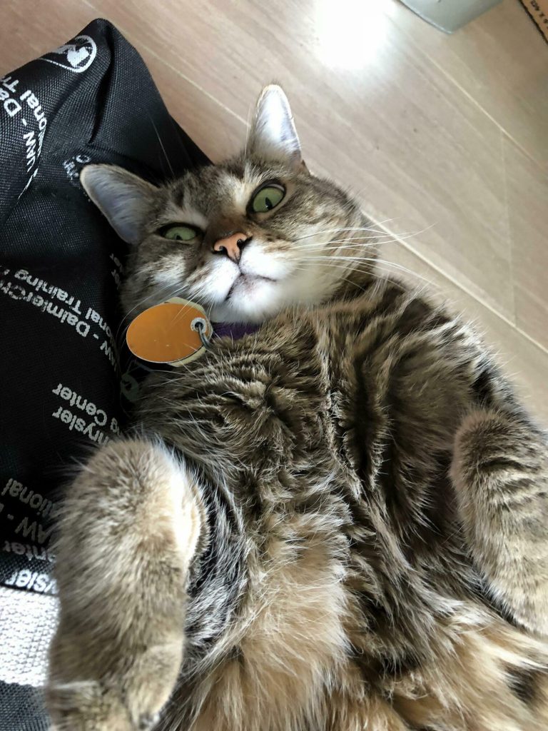 Cheez Burger Cat | Cute cats HQ - Pictures of cute cats and kittens ...