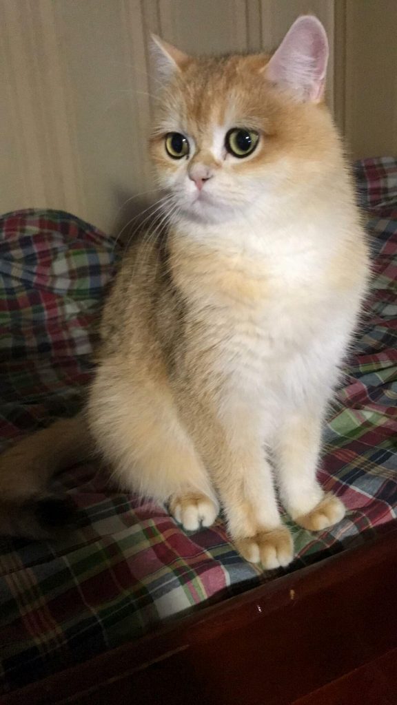 Open Wide | Cute cats HQ - Pictures of cute cats and kittens Free ...