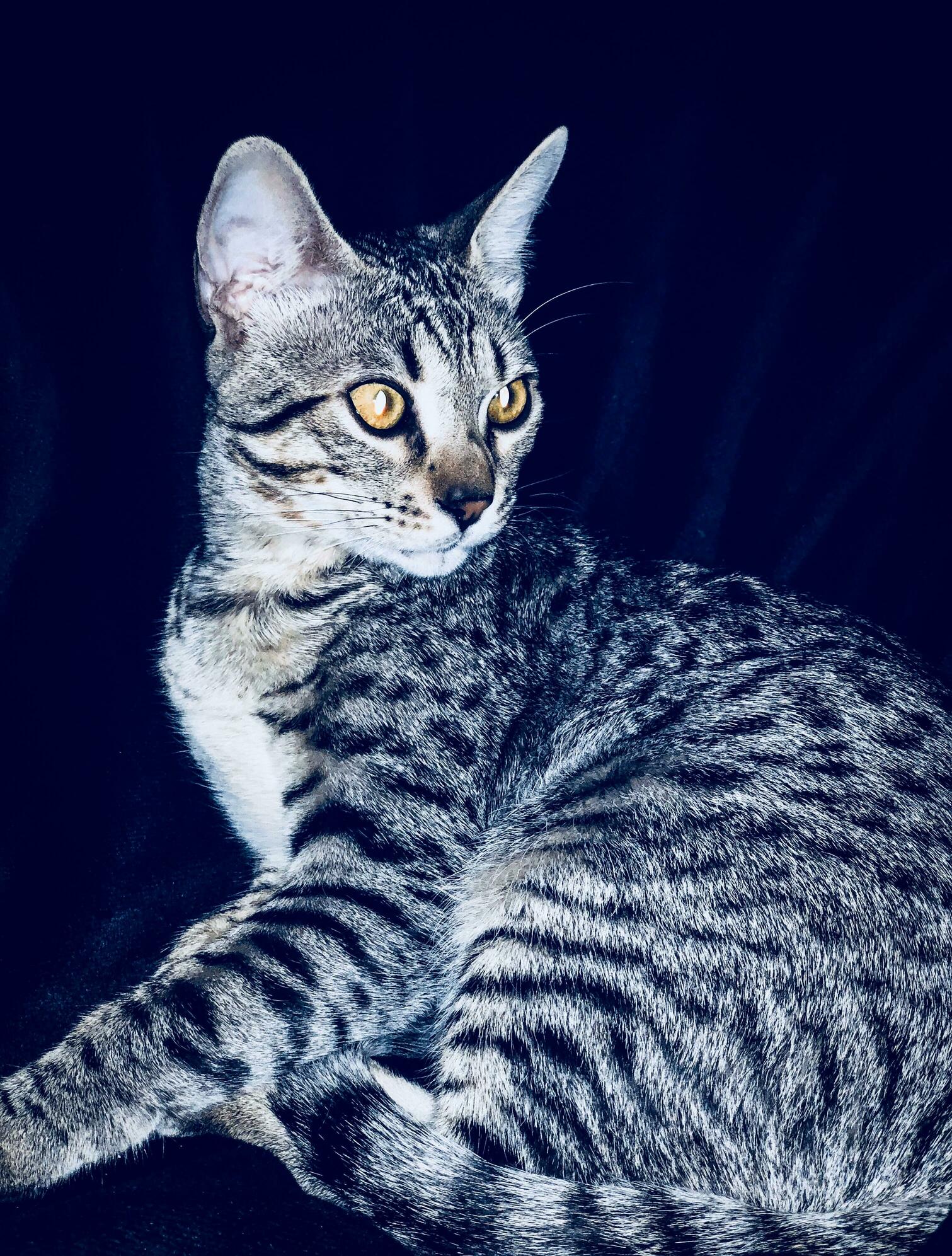 I took this picture of my kitty today and i am in love with it. figured ...