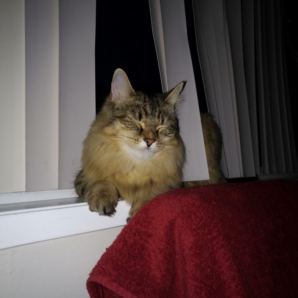 Oh. Hello There. | Cute cats HQ - Pictures of cute cats and kittens ...