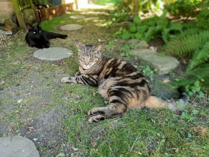 My Beautiful Tigra. | Cute cats HQ - Pictures of cute cats and kittens ...